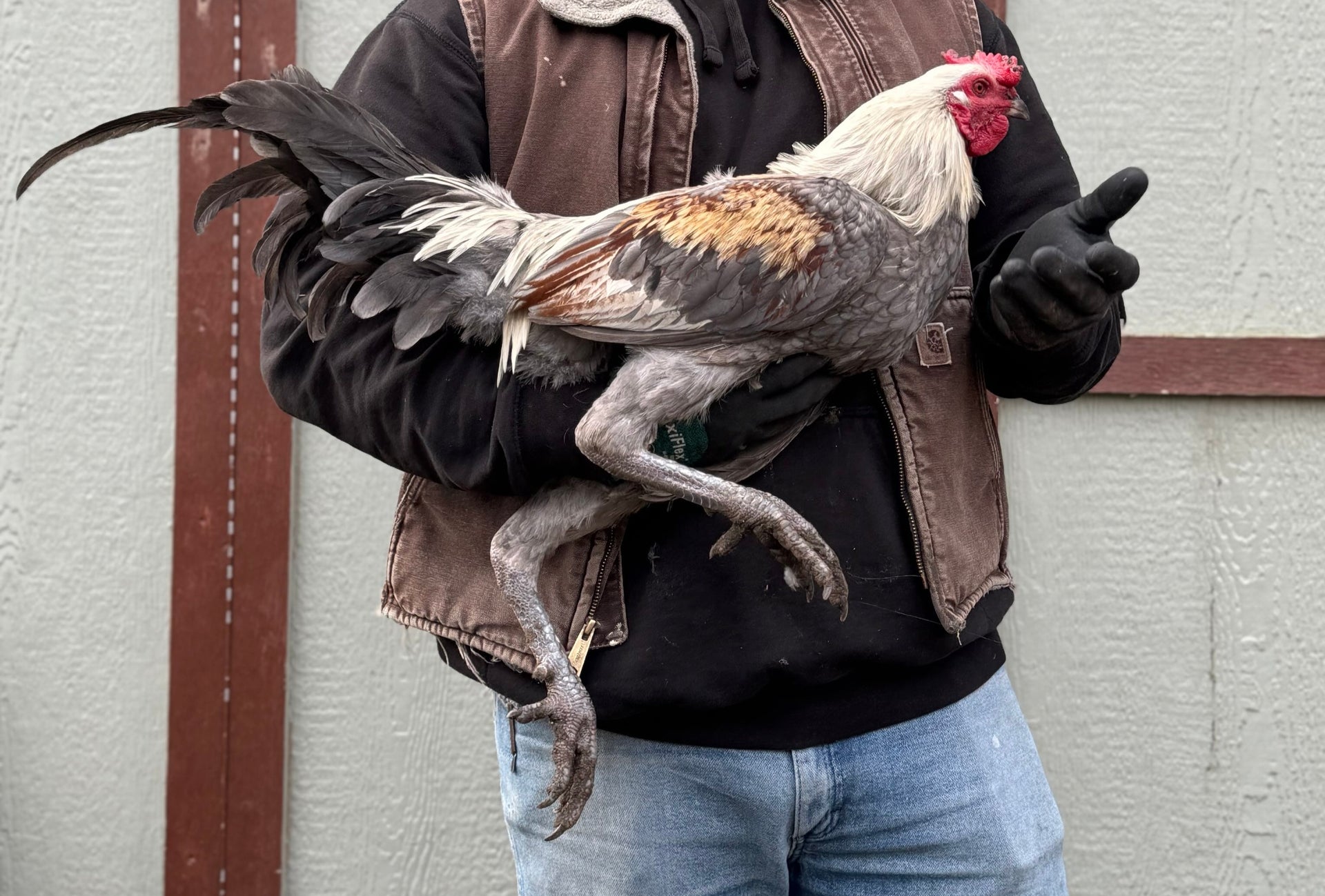 American Jackraptor