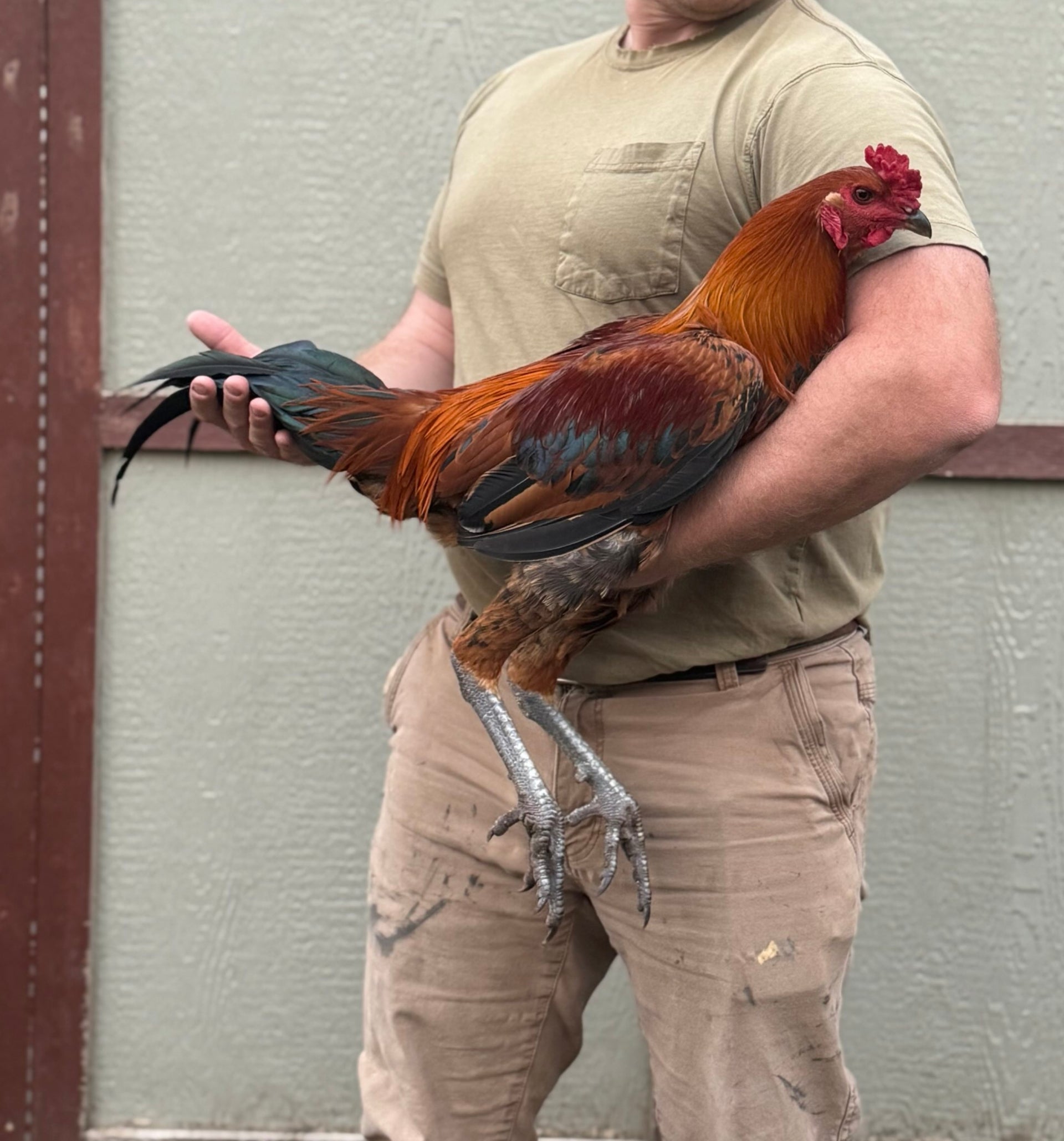 American Jackraptor